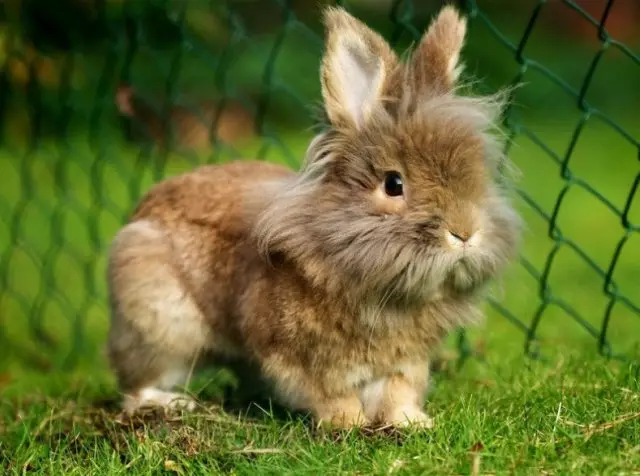 Rabbit Lion Gogo Photo de race