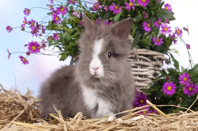 Angora Rabbit Foto