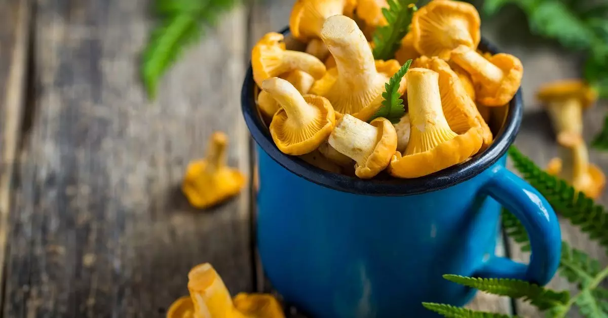 არყის Chanterelles of tincture: 3 რეცეპტები სხვადასხვა დაავადებები