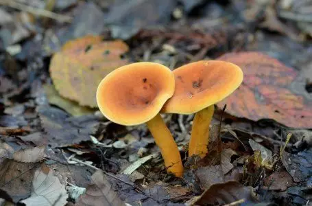 ஓட்கா மீது chanterelles டிஞ்சர்: பல்வேறு நோய்கள் இருந்து 3 சமையல் 7996_8