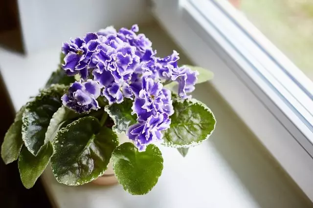 violet na windowsill