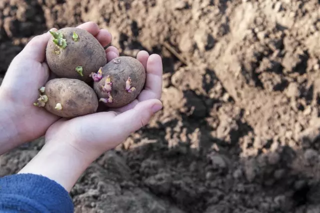Menanam kentang pada bulan Juni: Semua pro dan kontra dari metode budidaya ini