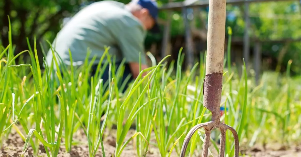 10 mituri de grădinăritare dăunătoare pe care le credem