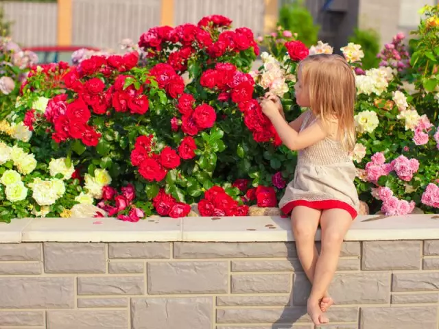 Les variétés de roses canadiennes les plus hivernales sont testées par des gelées russes!