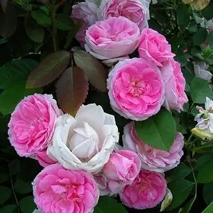 Rose Prio Ọ Joyụ (Preomi Ọ Joyụ)