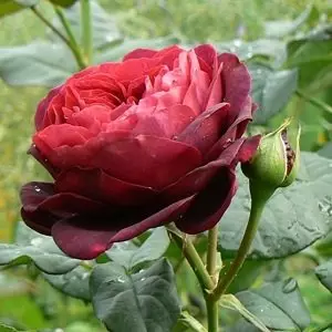 Rose espère pour l'humanité (espoir d'humanité)