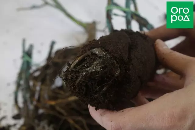 Root Rose Seedling System