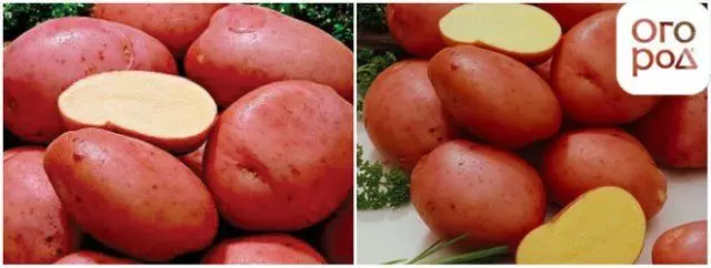 Kelas kentang awal dan ultrafain (deskripsi dengan foto)