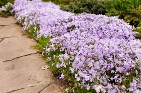 Gairdín leisciúil: 20 perennials do gharraíodóir réasúnach 8056_12