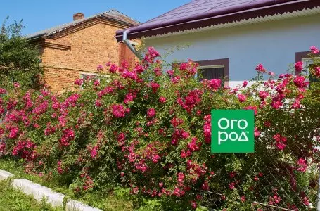 Garden għażżien: 20 Perenni għal ġardinar razzjonali 8056_15