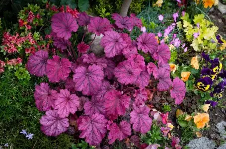 Gairdín leisciúil: 20 perennials do gharraíodóir réasúnach 8056_21