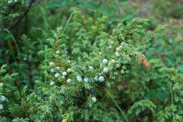 Juniper ejwayelekile