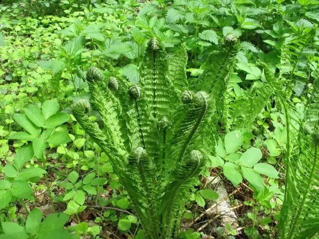 fern