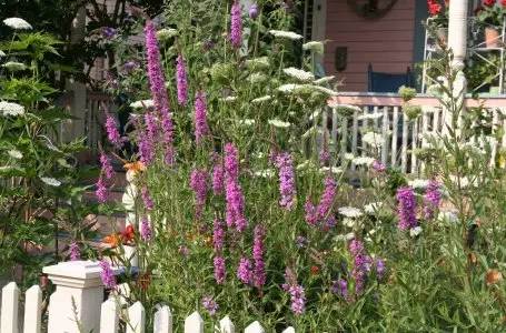 Gairdín leisciúil: 20 perennials do gharraíodóir réasúnach 8056_41