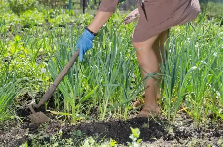 Garden għażżien: 20 Perenni għal ġardinar razzjonali 8056_44