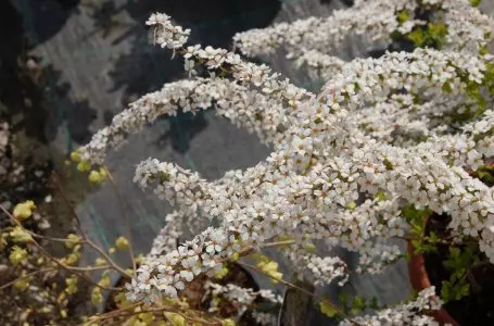 Garden għażżien: 20 Perenni għal ġardinar razzjonali 8056_47