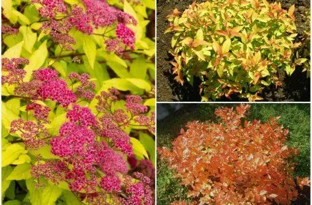 சோம்பேறி தோட்டக்காரர்: பகுத்தறிவு தோட்டக்காரருக்கு 20 perennials. 8056_50