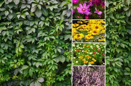 Gairdín leisciúil: 20 perennials do gharraíodóir réasúnach 8056_57