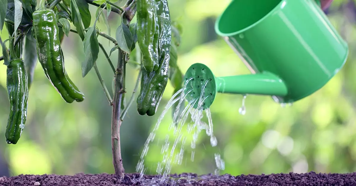 Fertilizantes correctivos - Ayuda a las plantas