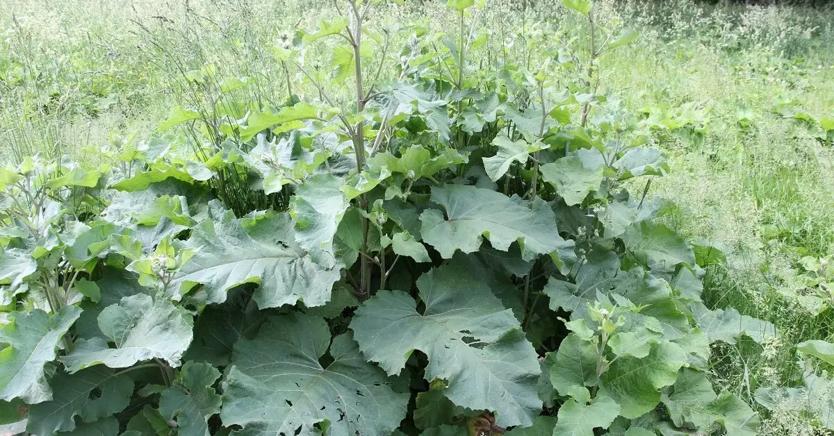 როგორ დავაღწიოთ burdock ნაკვეთი