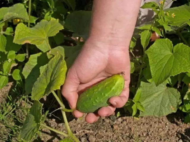 Hoe planten beter bloeien en fruit sneller beginnen