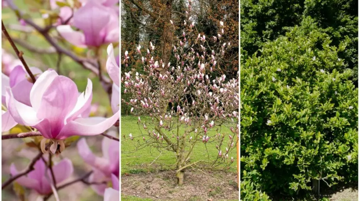 : Magnolia hybrid George Henry Kern.