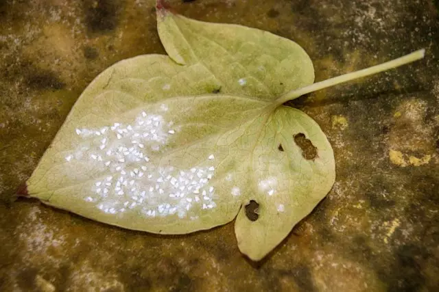 Bệnh clematis.