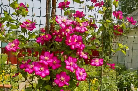 Clematis Spring: 5 gradini per il fiore delizioso 8069_15