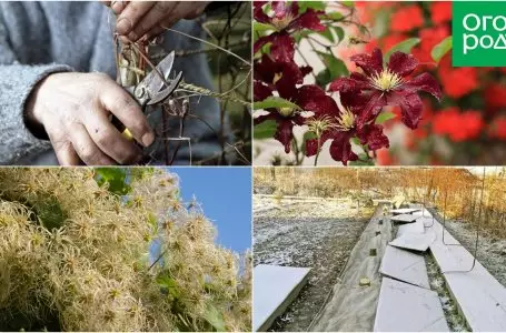 Clematis Spring: 5 Matakai zuwa Murmushi mai dadi 8069_3