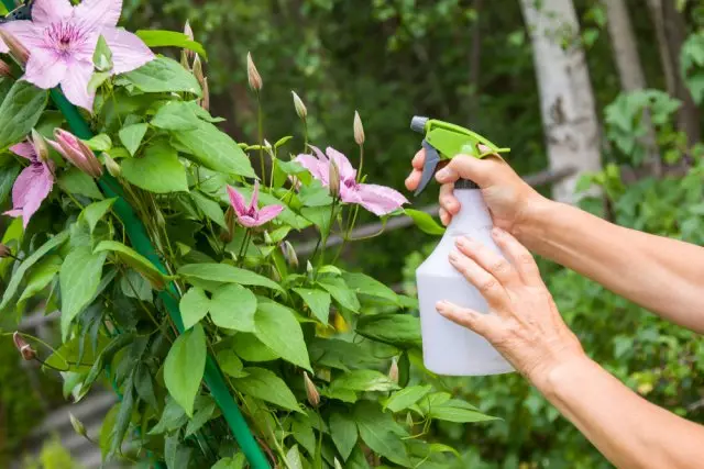 Xịt Clematis.