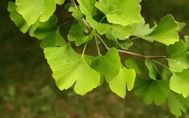 Gingko biloba