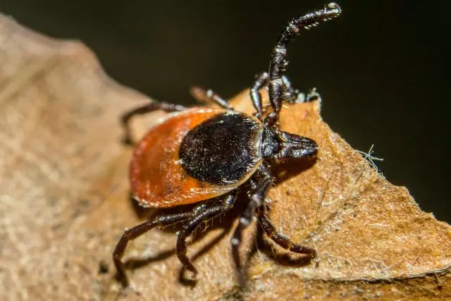 10 manieren om het perceel te beschermen tegen teken zonder