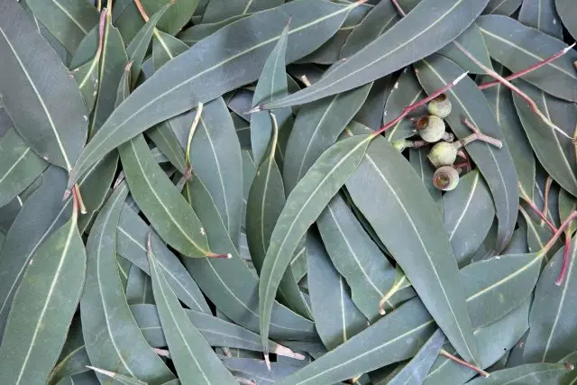 Eucalyptus.