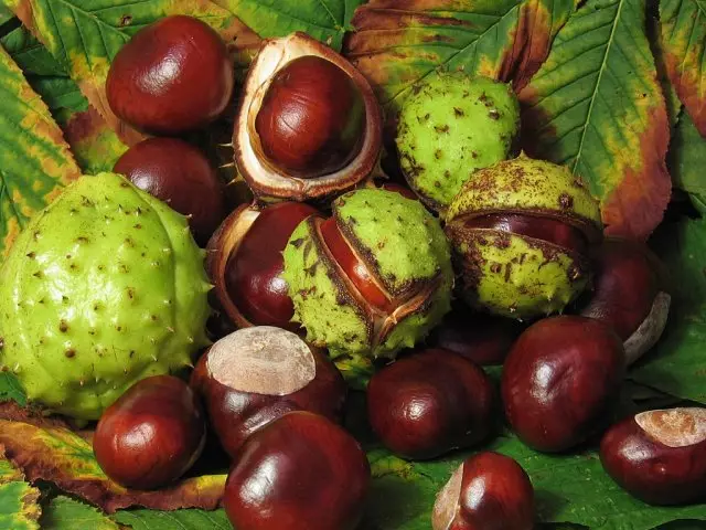 Farasi chestnut.