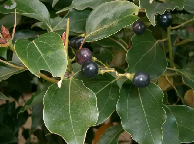 Camphor Laurel