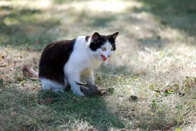 Fakten über Katzen