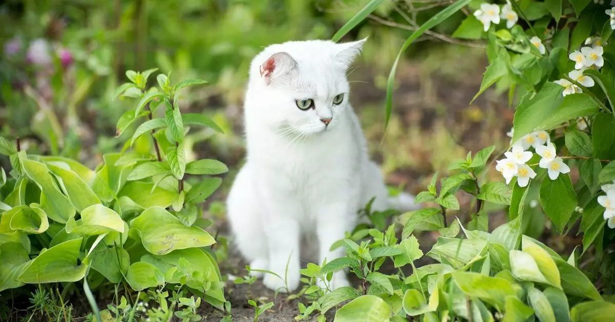 Flè tou pre antre a: ki sa, konbyen lajan ak nan ki kote ki plante