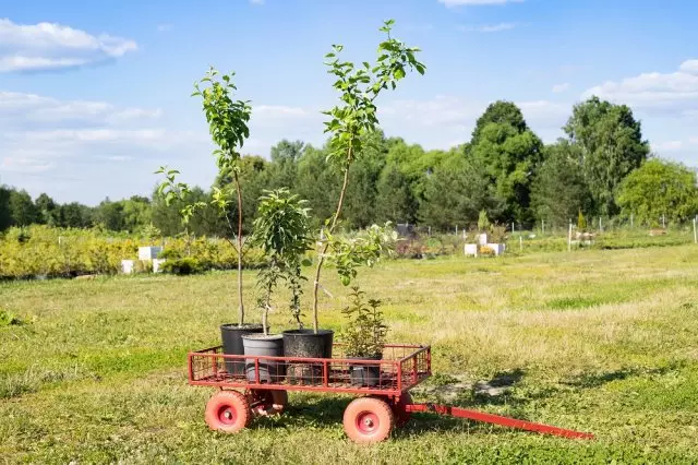 Salebuins de semis - petites astuces d'un spécialiste du jardinier