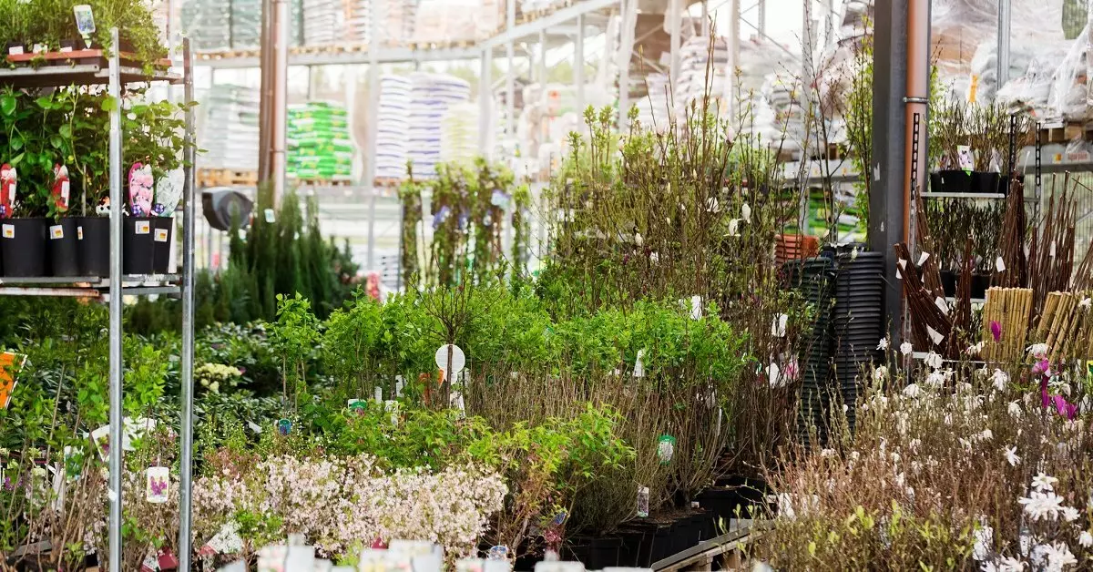 Wat u moet weten bij het kopen van zaailingen van decoratieve planten - Handige tips