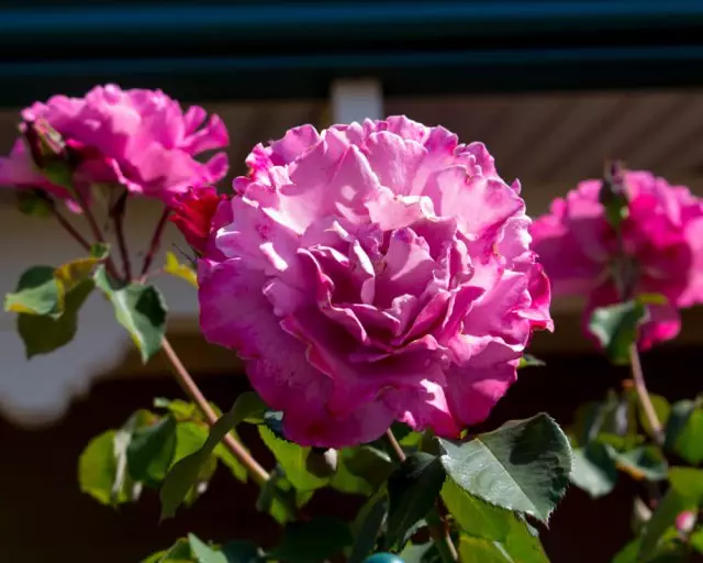 Mini Floribunda: 10 variëteiten voor kleine bloem bed + foto's en beschrijving