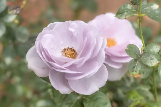 BLUE BAJOU FLORIBUNDA