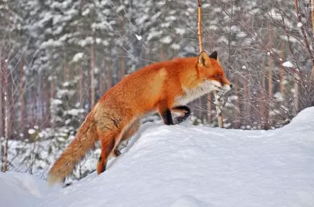 Wochenende im Wald: 6 Ideen für einen Winterfamilie Walk 8089_18