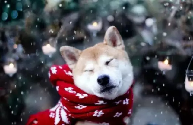 Descansa en el país en invierno.