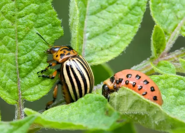 Cara menyingkirkan kumbang Colorado untuk semua musim panas dalam satu hari