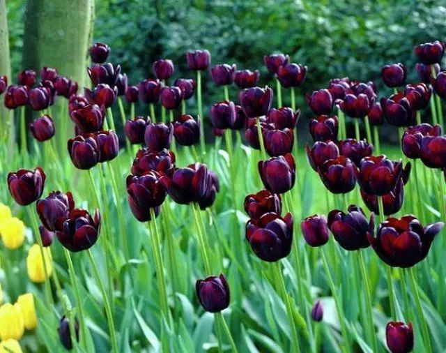 Swart blomme: 15 plant spesies met donker knoppe en blare