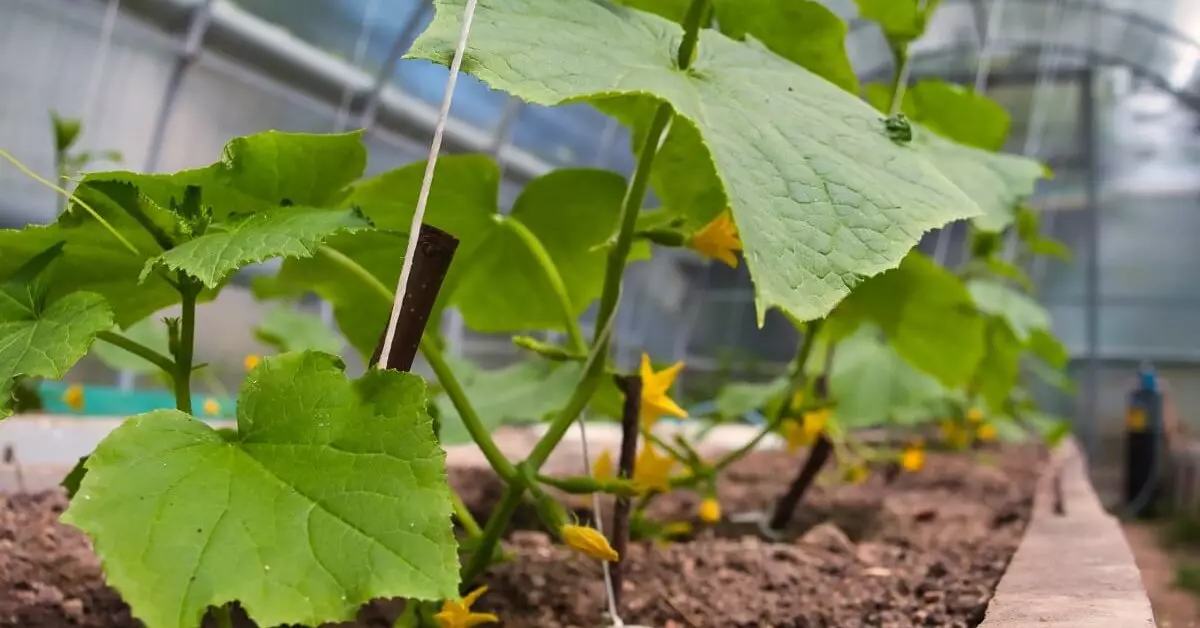 Jak se starat o okurky ve skleníku a skleníku
