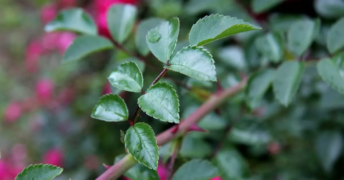 Hvorfor er rosen ikke 5, og 7 blade? Betyder det, at du købte et rosehip?