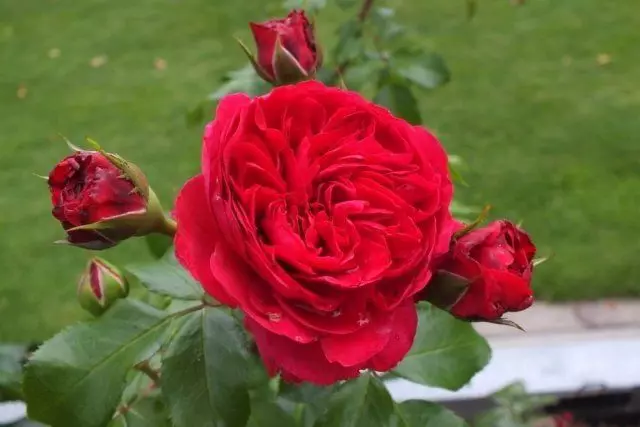 Rose Red Leonardo da Vinci