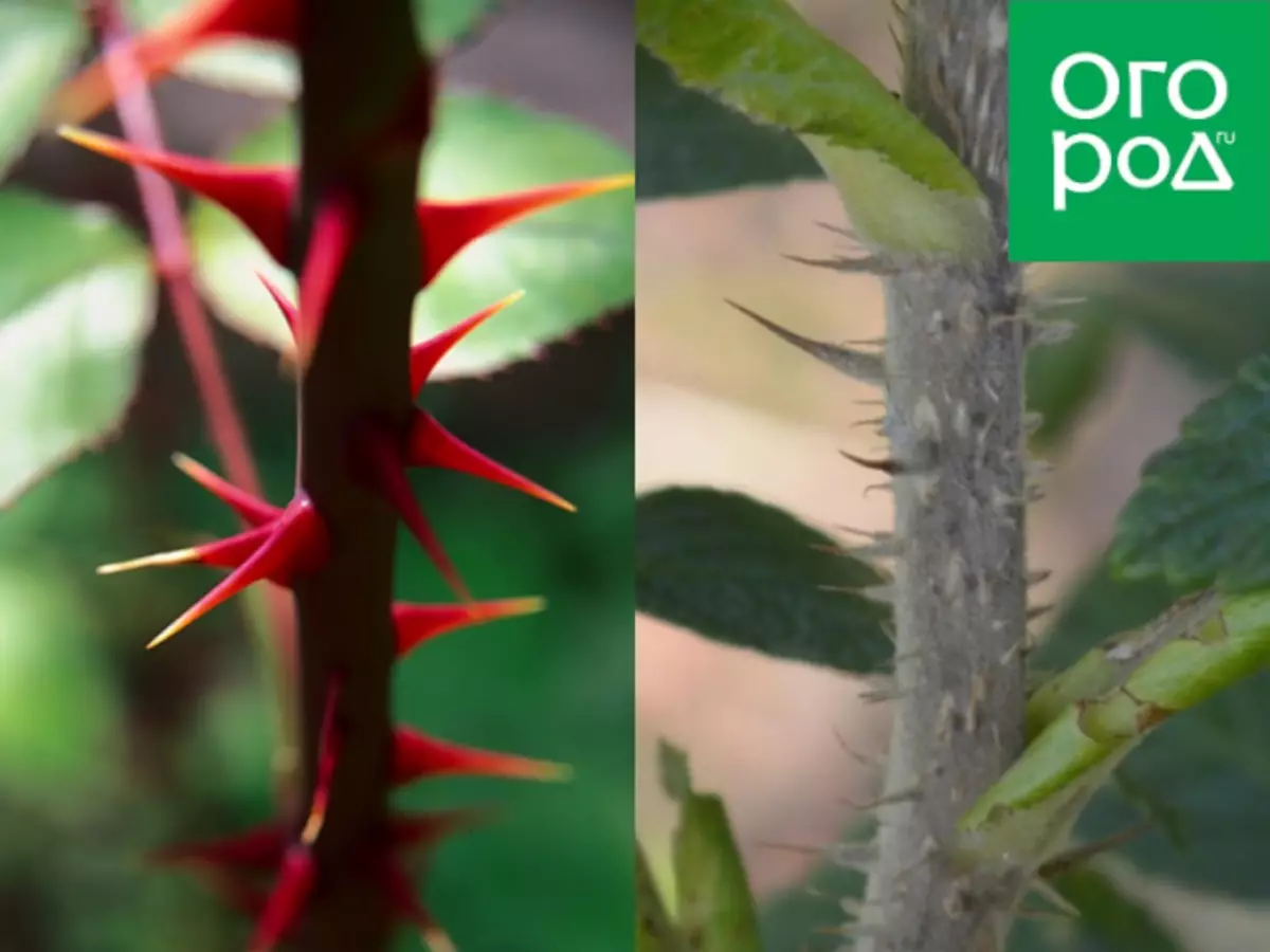 Spikes Roses in Rosehip