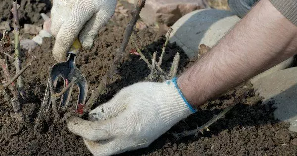 Рози на рози во пролет